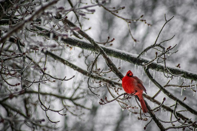 to watch his woods fill up with snow [Winter Hikes Collection] – Ohio Briar